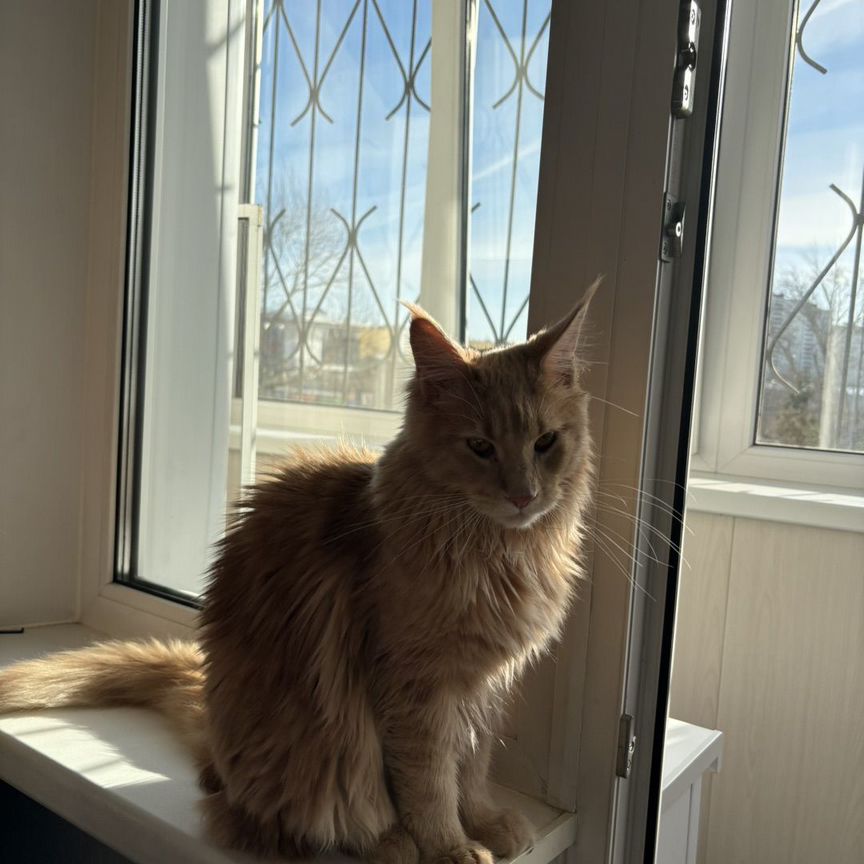 Мейн-кун кошечка