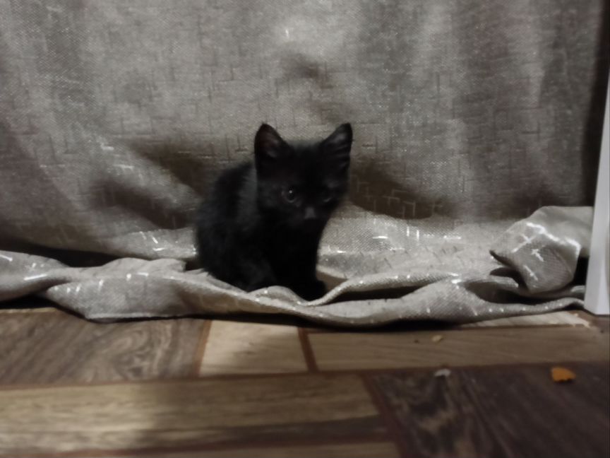 Кошка в дар бесплатно