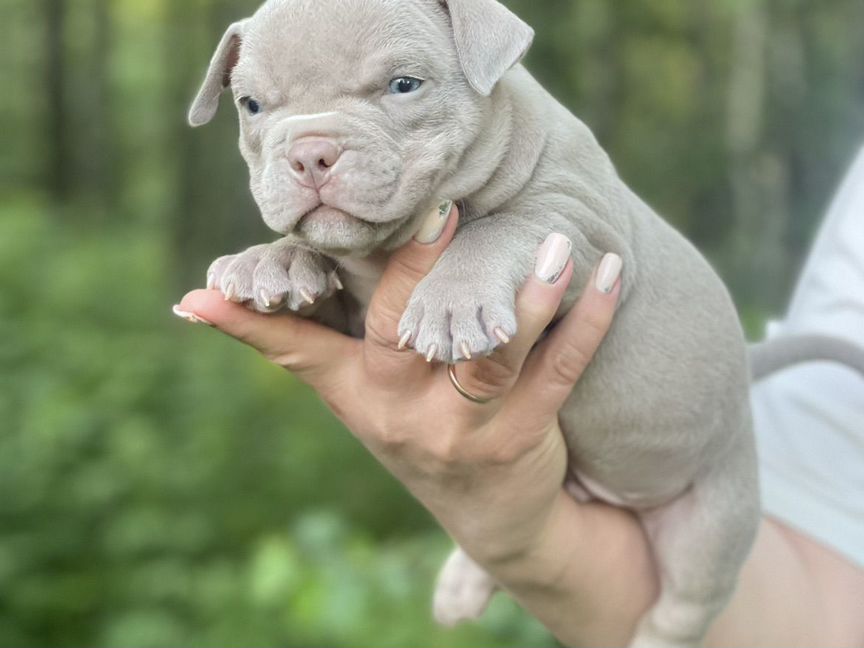 Шикарный парень ам булли