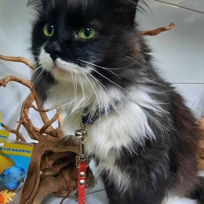 Котик в Добрые руки