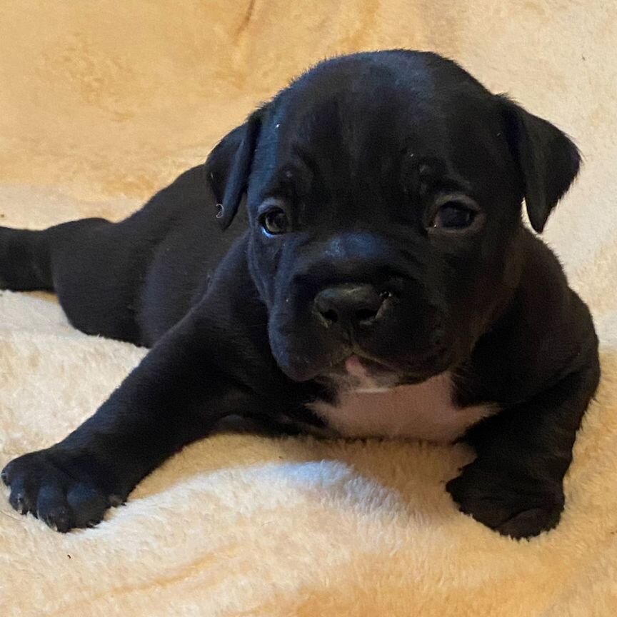 Американский булли, щенок