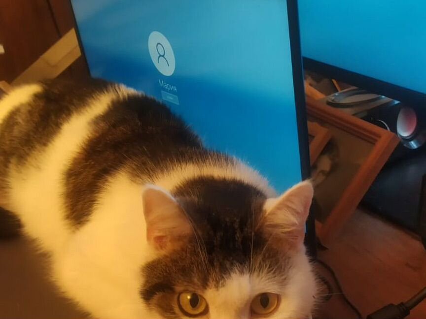 Кот-айтишник