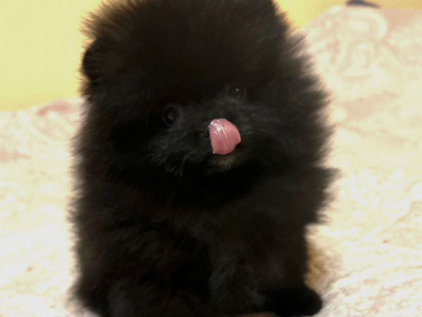 Щенок Померанский шпиц