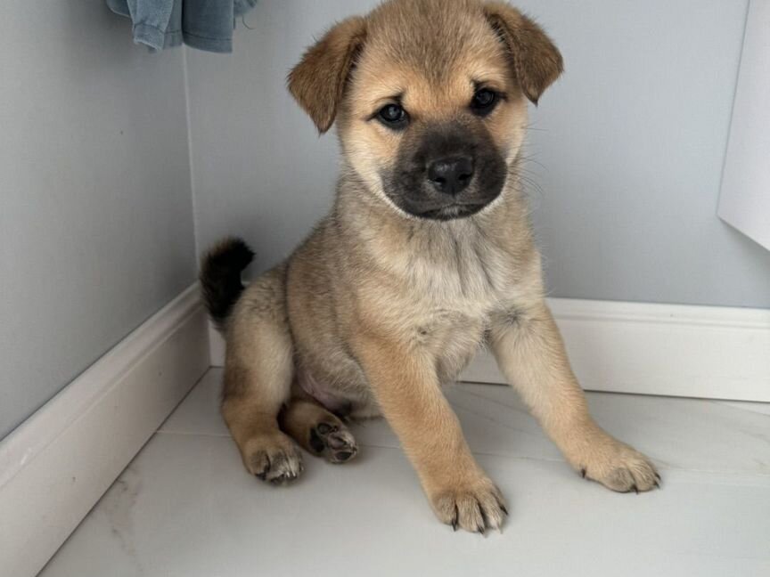 Собаки сиба ину щенки