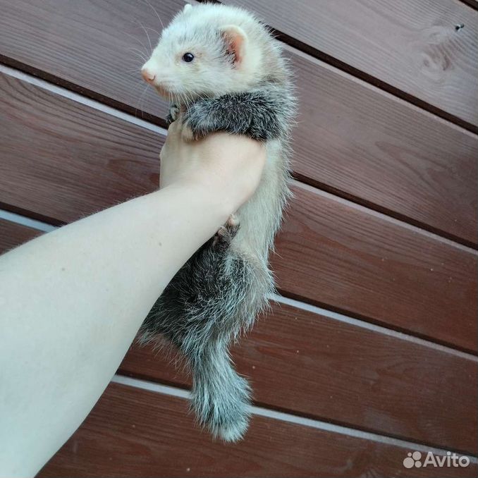 Хорёк эксклюзив Мишка Бу. Доставка