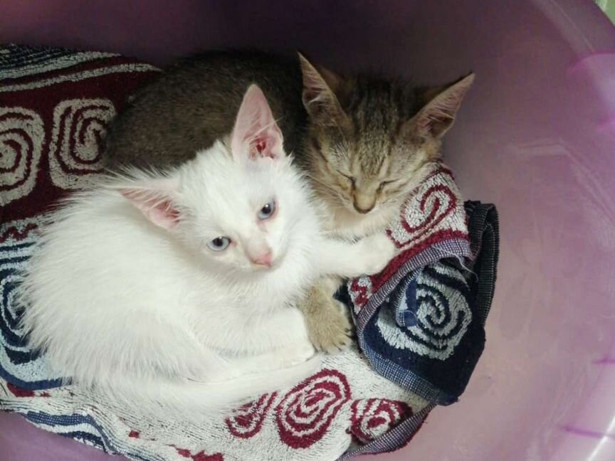2 котейки братаны