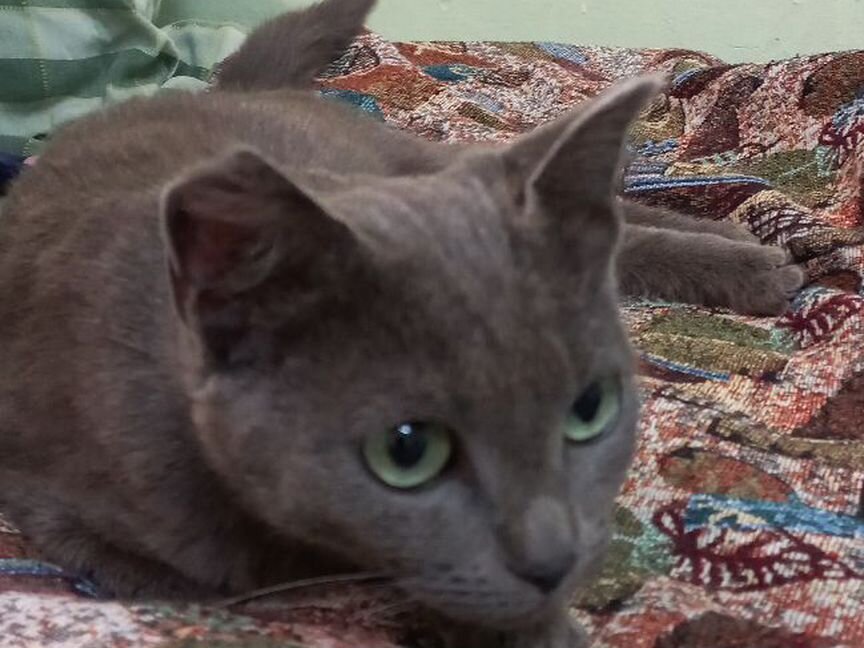 Русская голубая