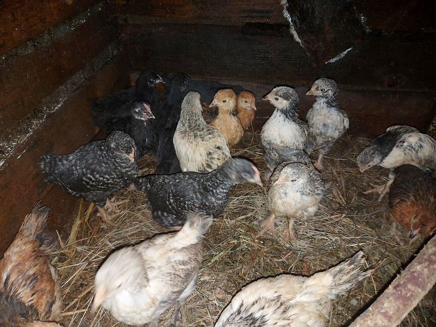 Цыплята несушки 1,5 месяца
