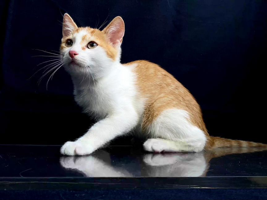 Рыже- белый котенок в добрые руки