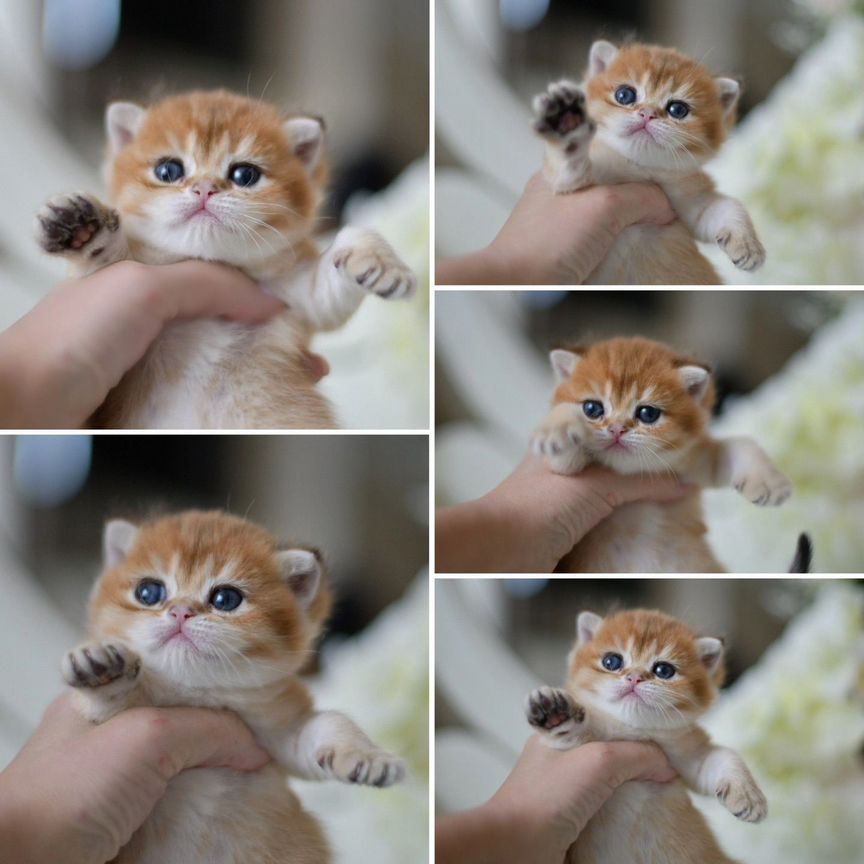 Британская золотая шиншилла