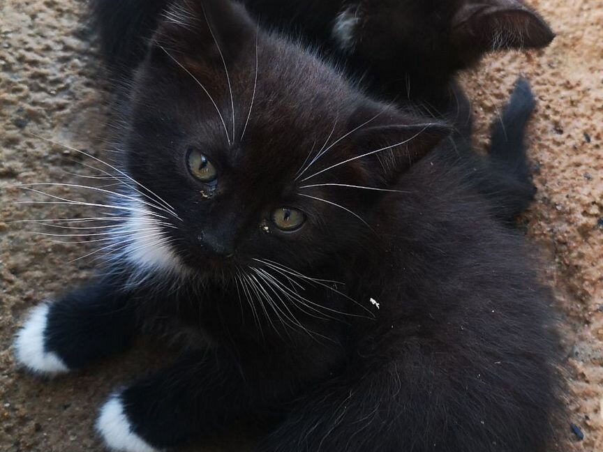 Кошка