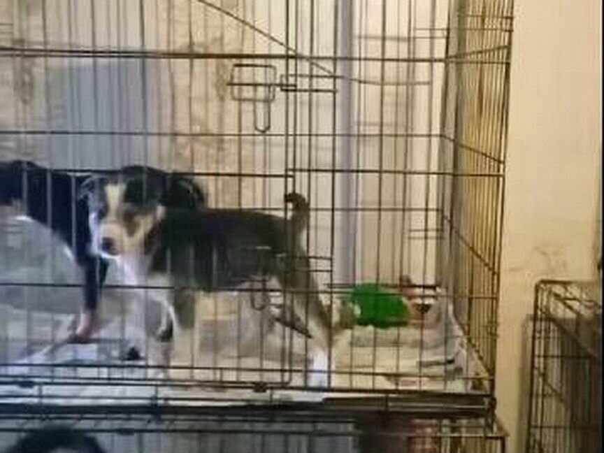 Щенуля девочка