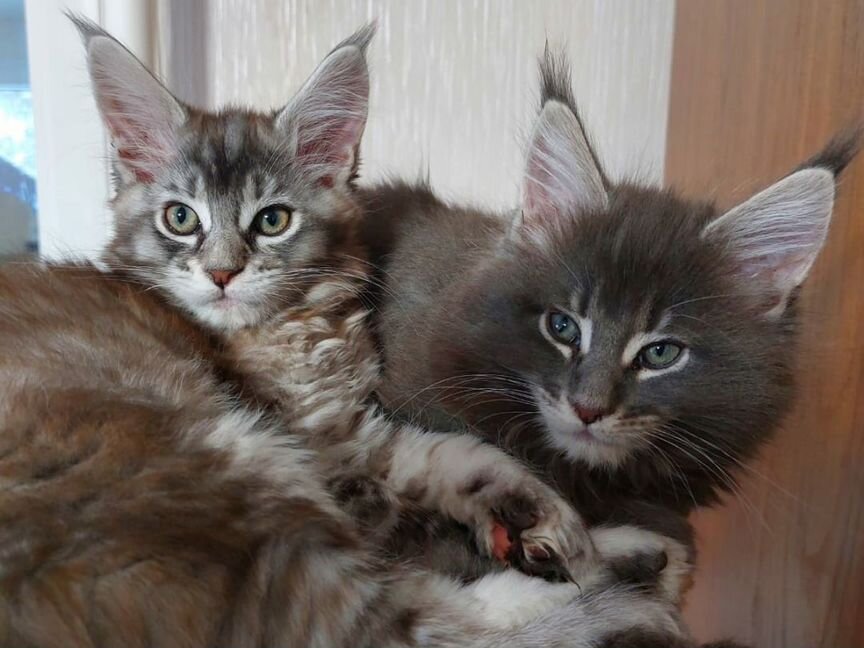Котята мейн-кун