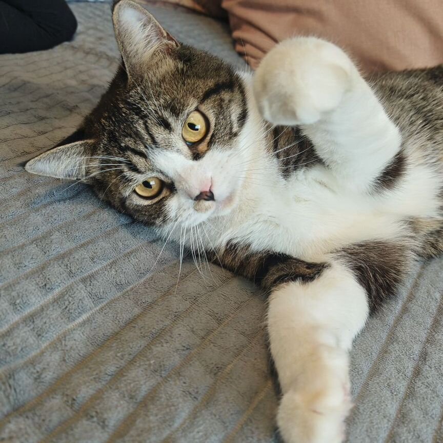 Котик в добрые руки