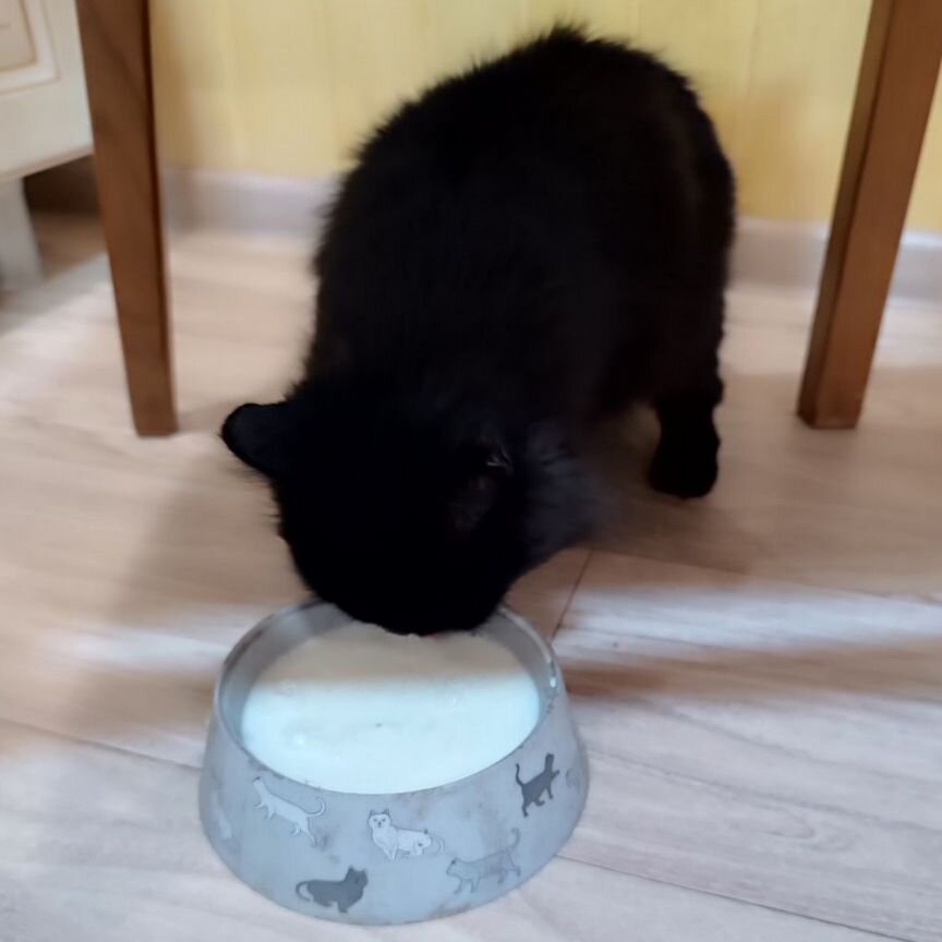 Кошечка Черничка