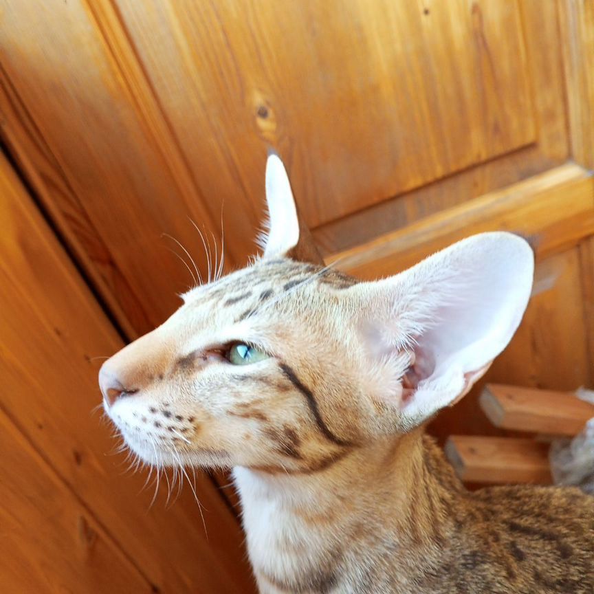 Ориентальные котята