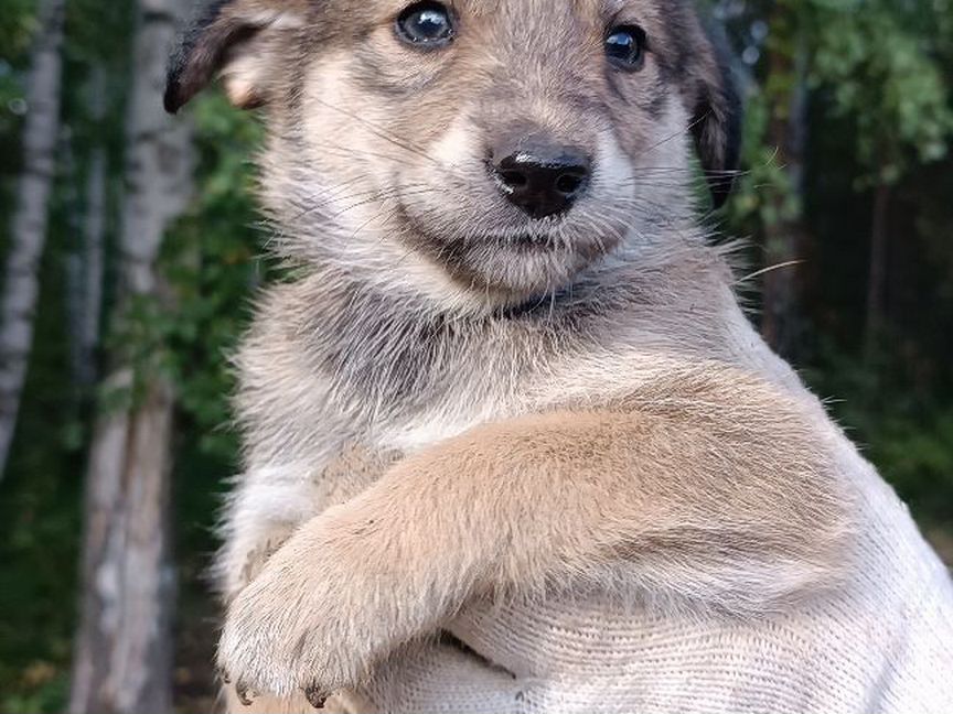 Собаки щенки бесплатно