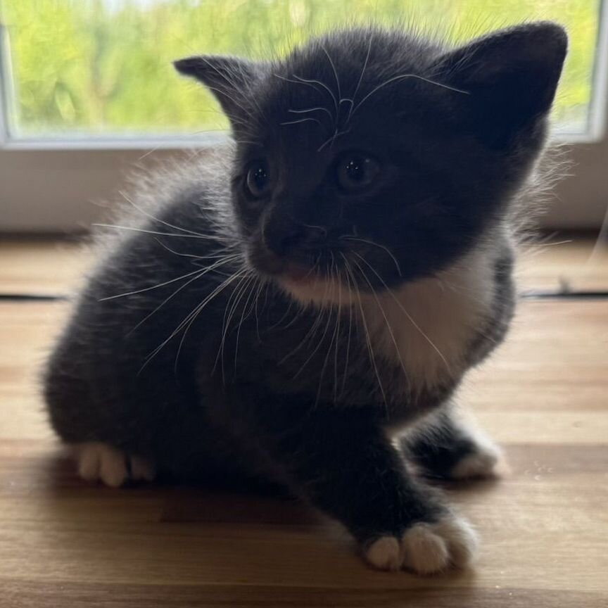Котята