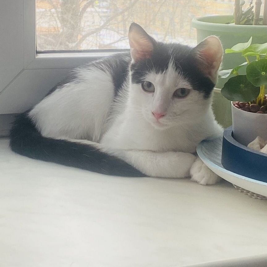 Отдам котенка в добрые руки