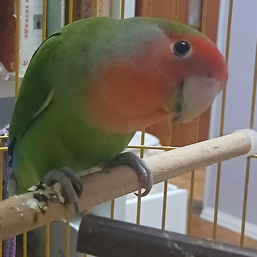 Попугай неразлучник с клеткой(девочка)
