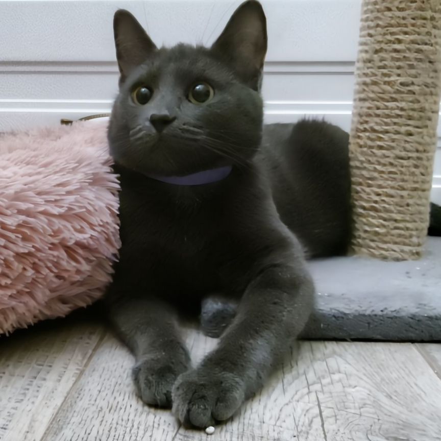 Русский голубой котёнок