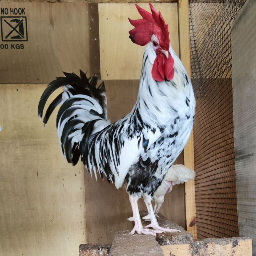 Леггорн петухи