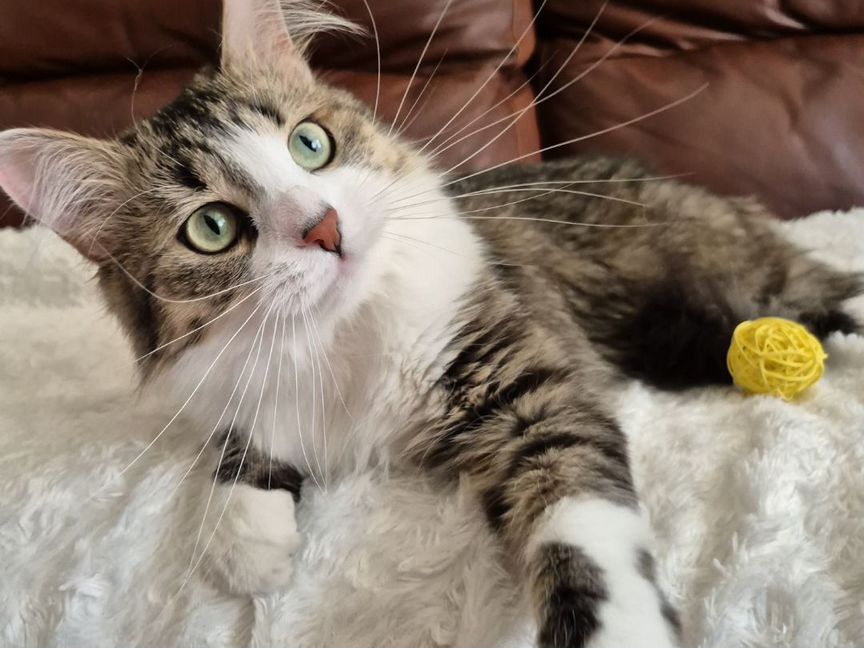 Ласковая пушистая кошка бесплатно