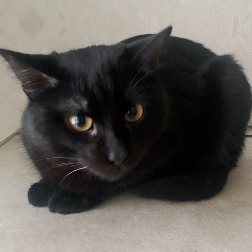 Взрослый кот в добрые руки