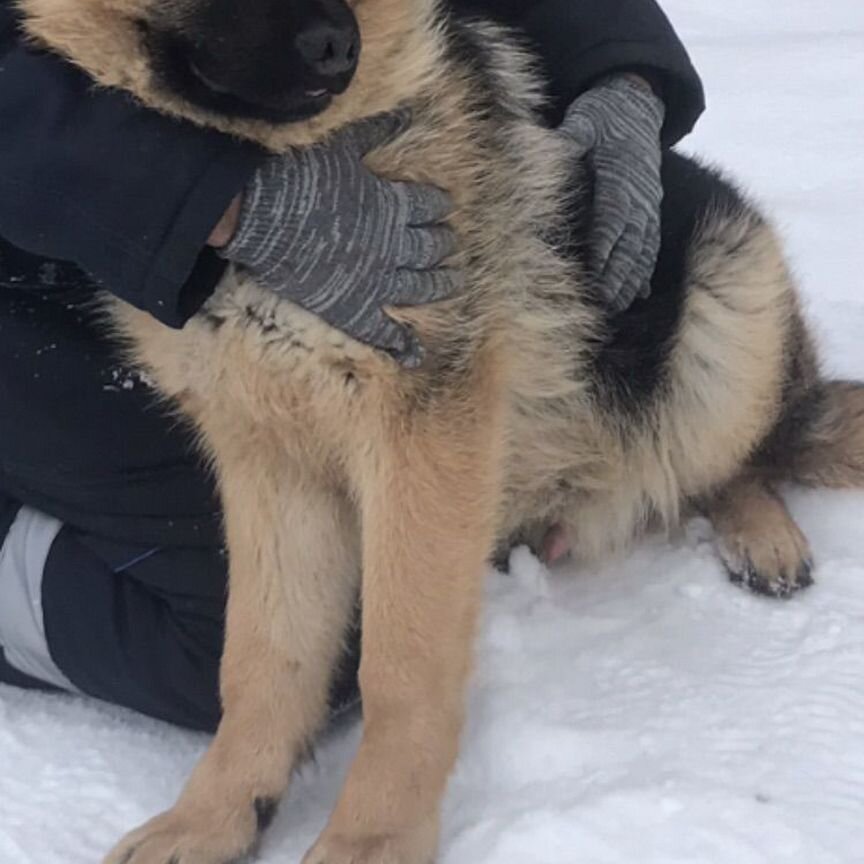 Немецкая овчарка