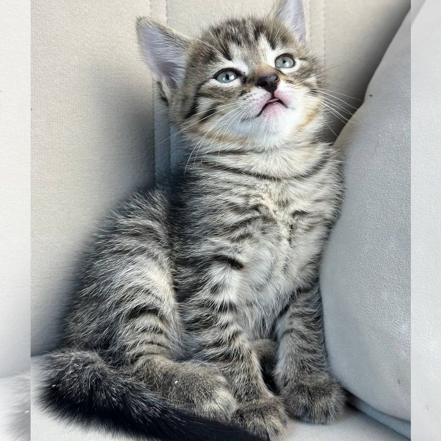 Котёнок от частного владельца