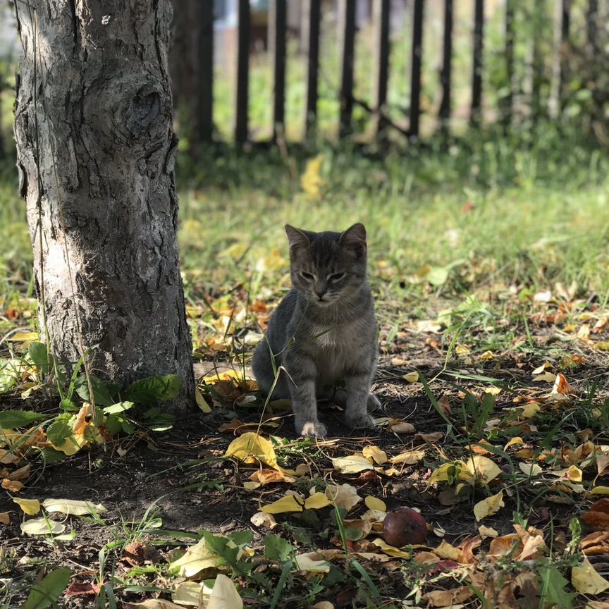Отдам котика в добрые руки омск