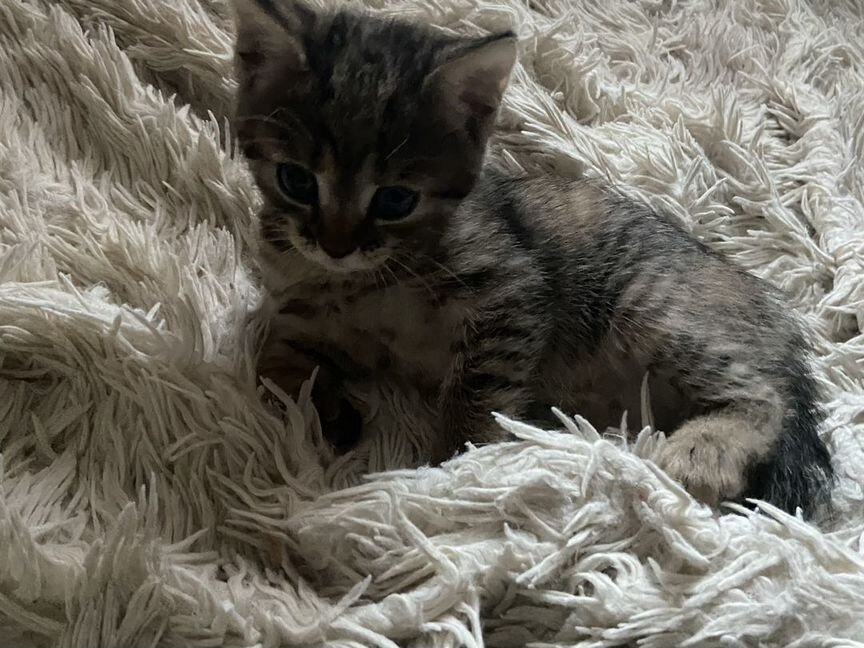 Котята в добрые руки бесплатно