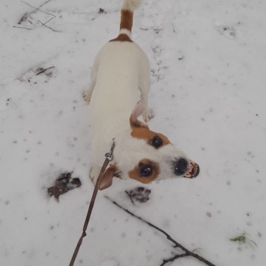 Джек рассел терьер