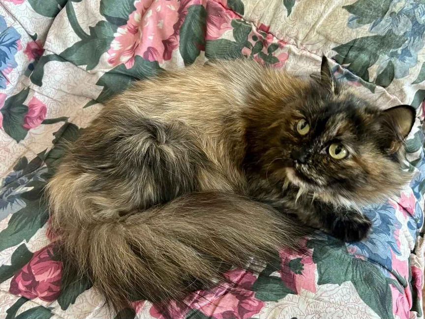 Отдам в добрые руки