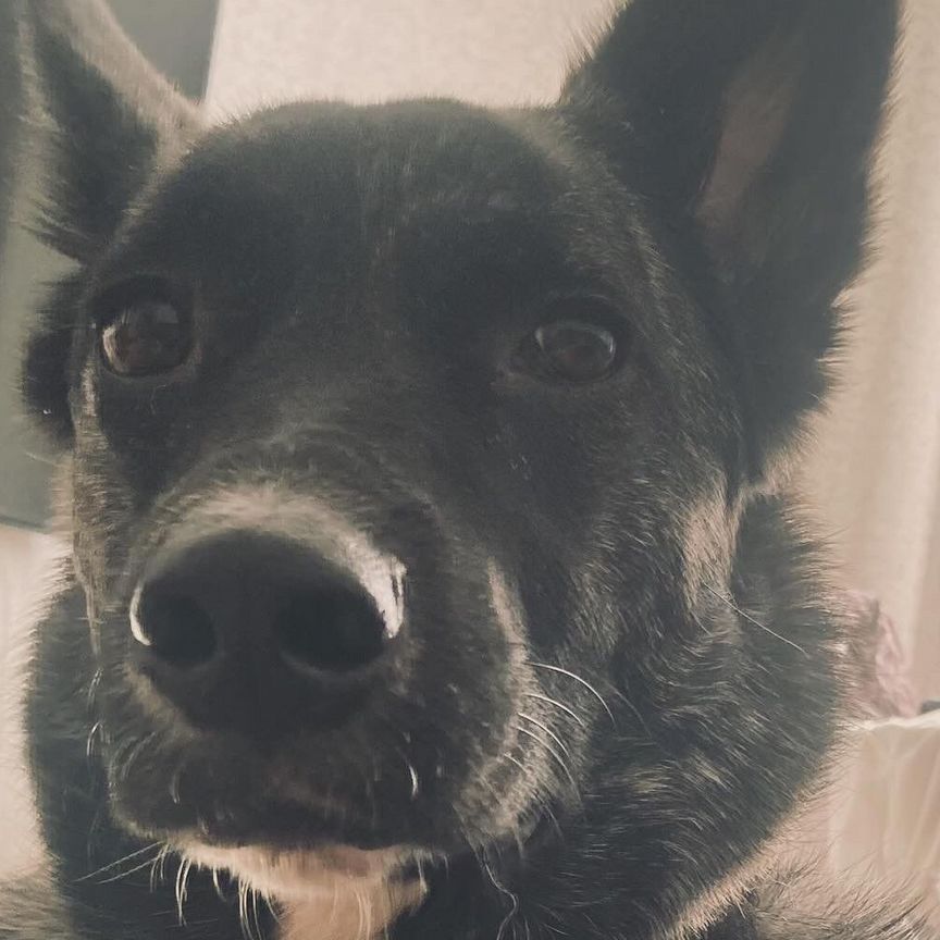 Собака в добрые руки