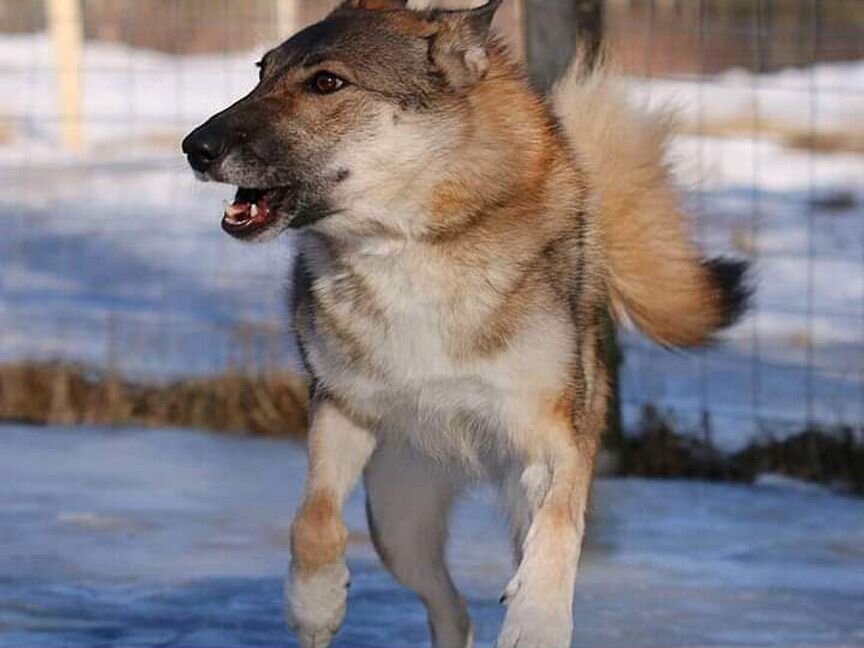 Илва ищет семью