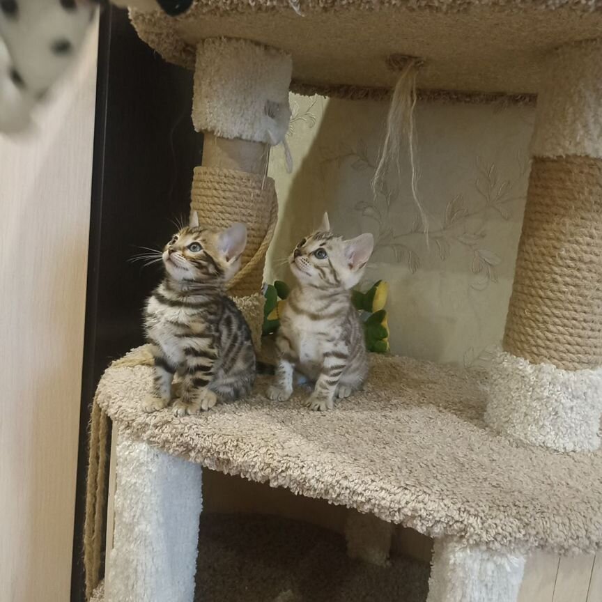 Бенгальские котята