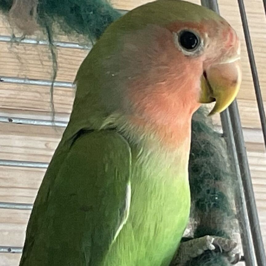 Попугаи неразлучники птенцы зеленые розовые щечки