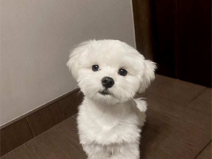 Мальчик Мальтезе вязка