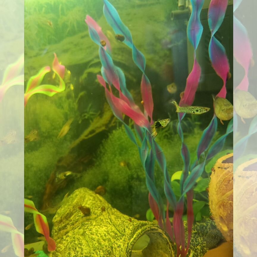 Рыбки гуппи