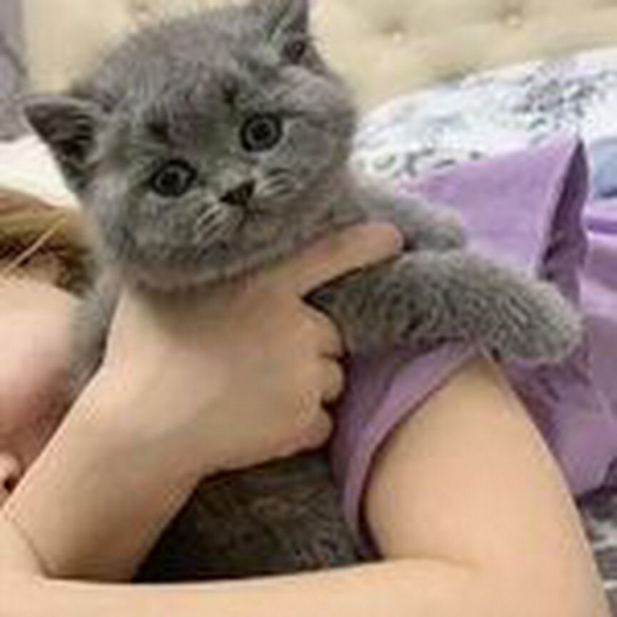 Настоящие, щекастые британцы