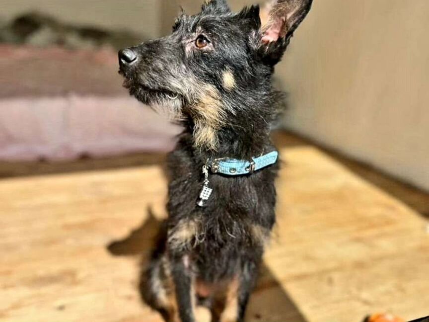 В добрые и надёжные руки