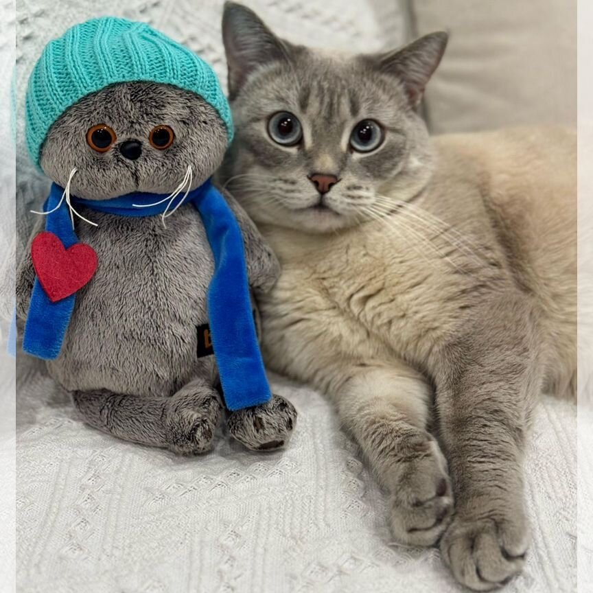 Британская длинношёрстная кошка, взрослая