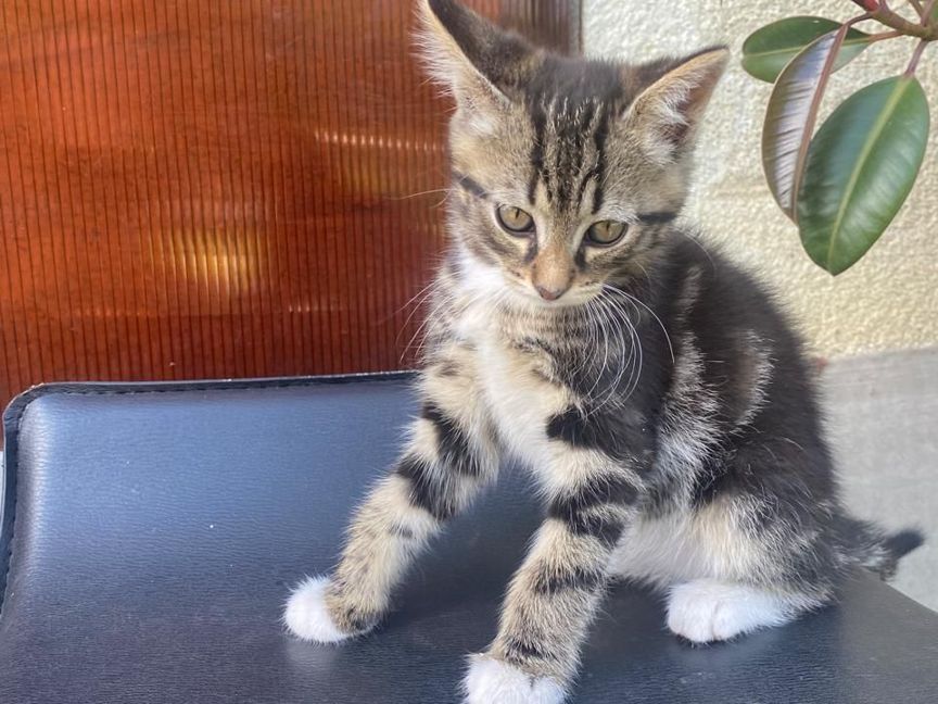 Кошка