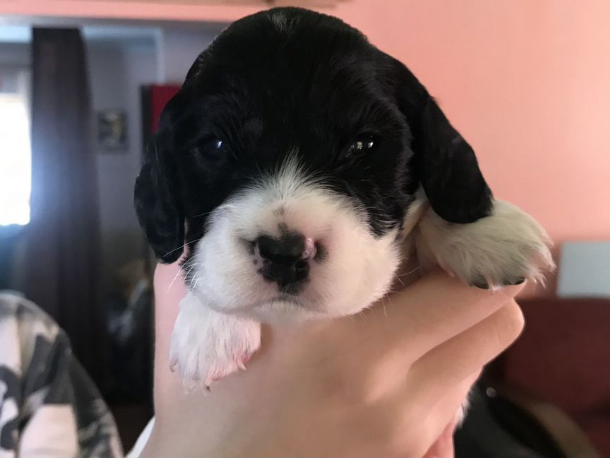 Русский Охотничий Спаниель щенки)