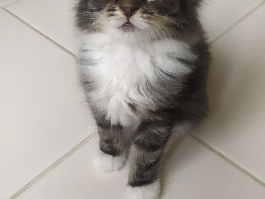 Котенок в добрые руки