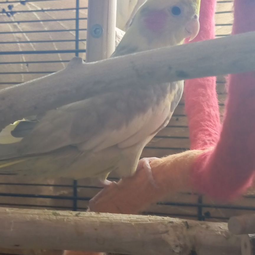 Попугай корелла