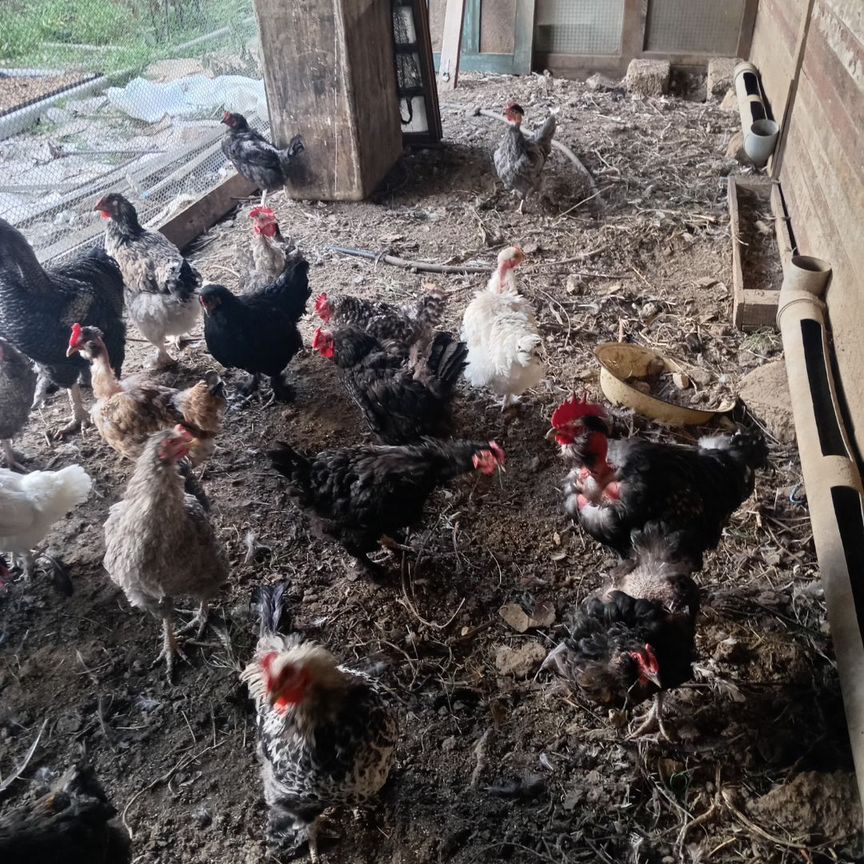 Куры несушки