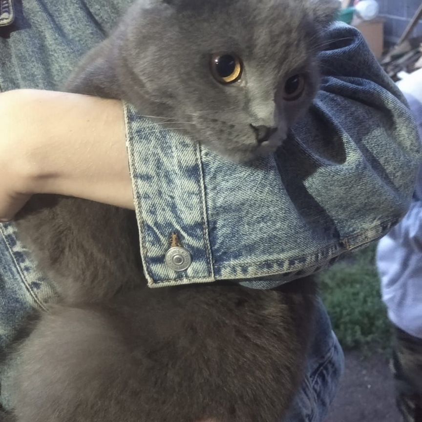 Кот британец