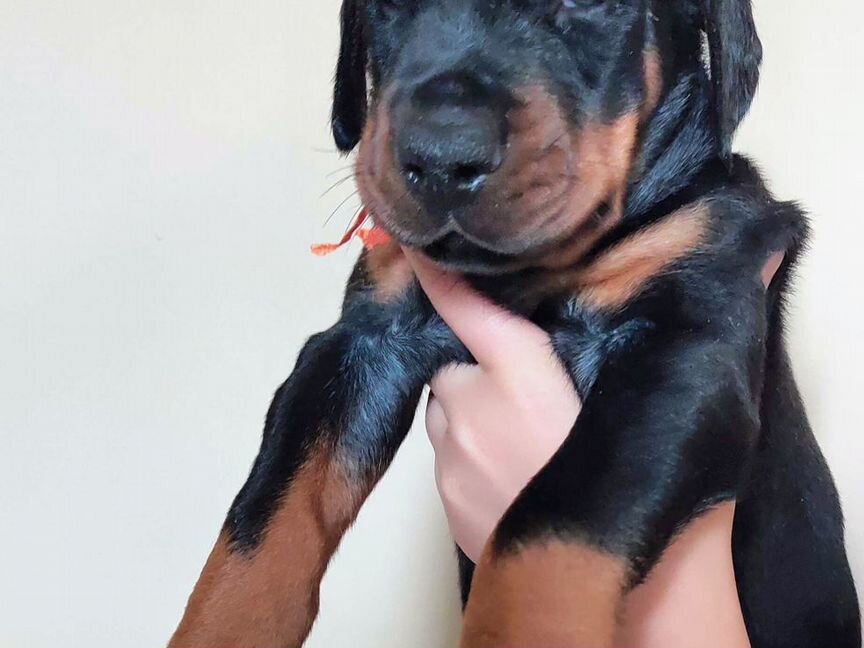 Щенки добермана РКФ